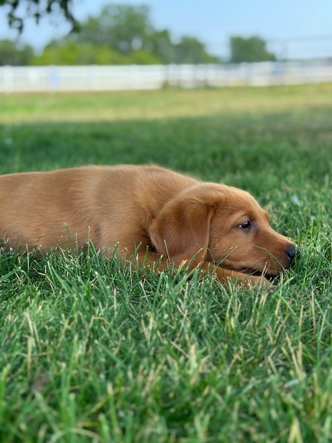 3plains - Lime Green Collar