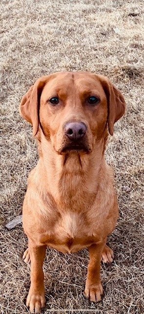 Liza - Legacy Hills Labradors