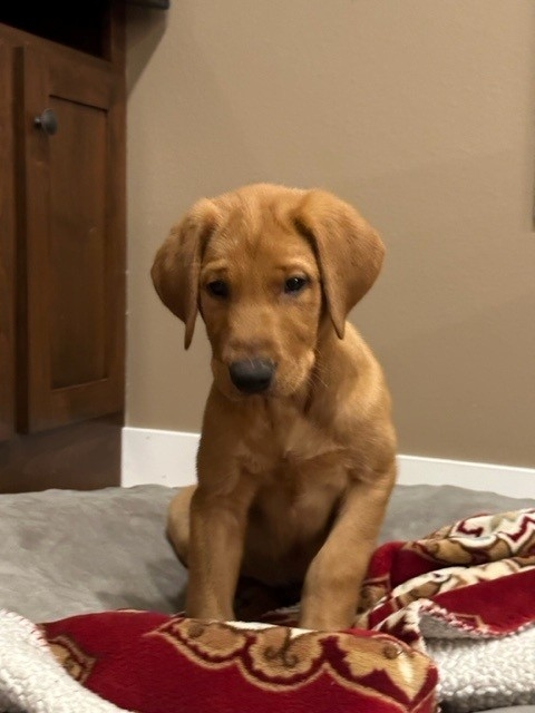 Male Puppy 2