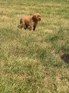 Fox Red Labrador Retrievers - Legacy Hills Labradors